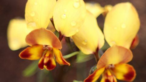 Annals of Botany | Oxford Academic