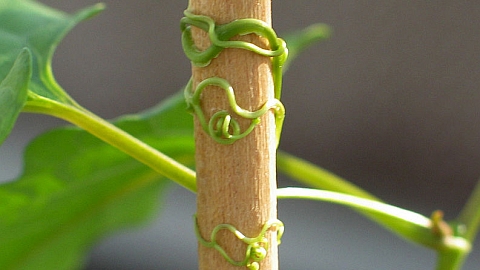 Using ideas from behavioural ecology to understand plants