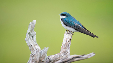 The Condor | Oxford Academic