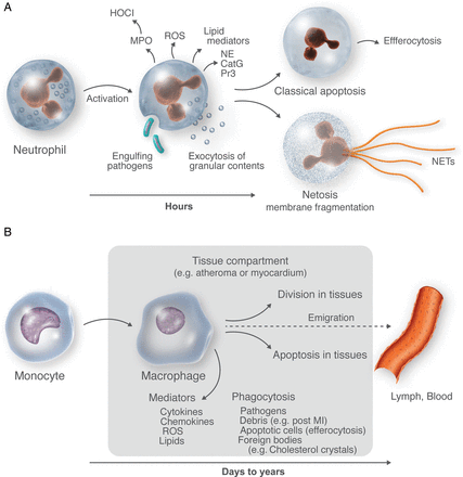 Leukocyte Recruitment during Inflammation and Development ...