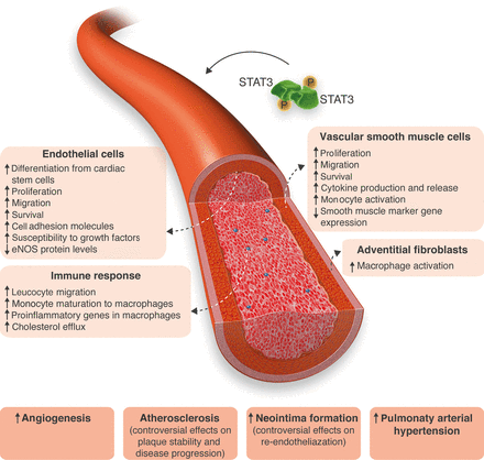 Vascular Remodeling | Cardiovascular Research | Oxford Academic