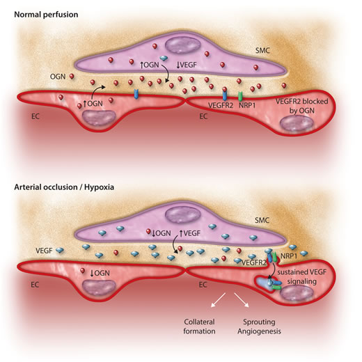 Vascular Remodeling | Cardiovascular Research | Oxford Academic