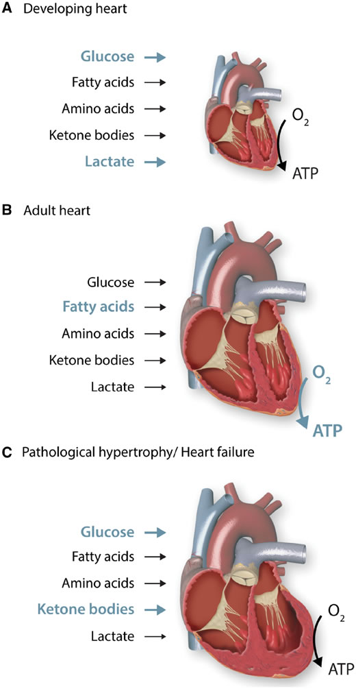 Heart Failure | Cardiovascular Research | Oxford Academic