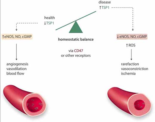 Vascular Remodeling | Cardiovascular Research | Oxford Academic