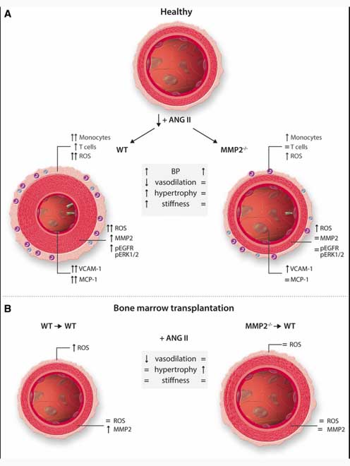 Vascular Remodeling | Cardiovascular Research | Oxford Academic
