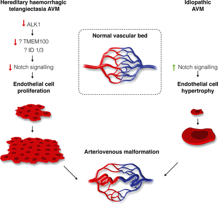 Vascular Remodeling | Cardiovascular Research | Oxford Academic