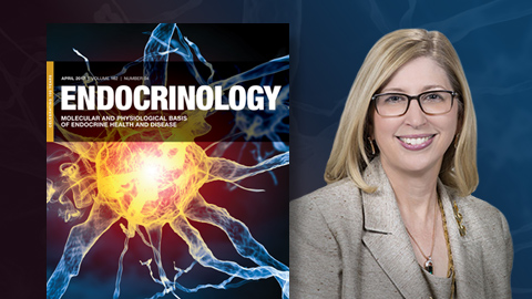 Endocrinology | Oxford Academic