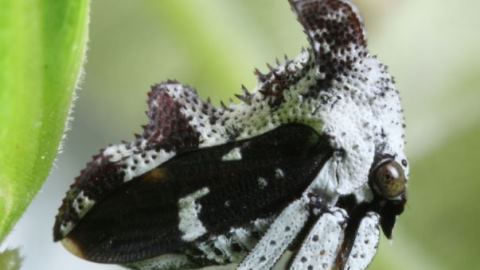 ESA Publications | Oxford Academic