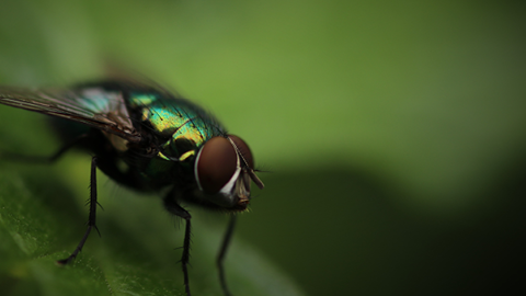 Journal of Insect Science | Oxford Academic