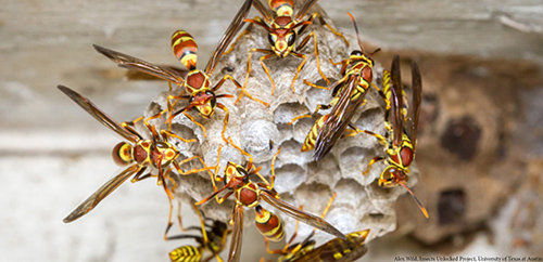 ESA Publications | Oxford Academic