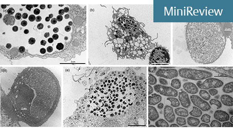Pathogens and Disease | Oxford Academic