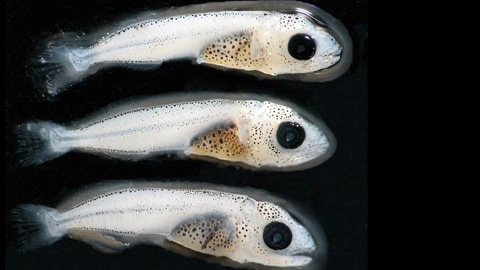 Journal of Plankton Research | Oxford Academic