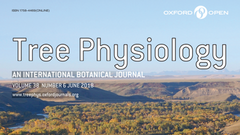 Hybrid vigour – poplars play it cool