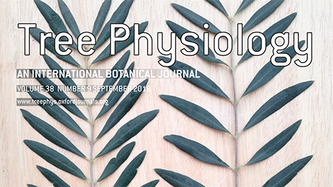 Fruiting and sink competition