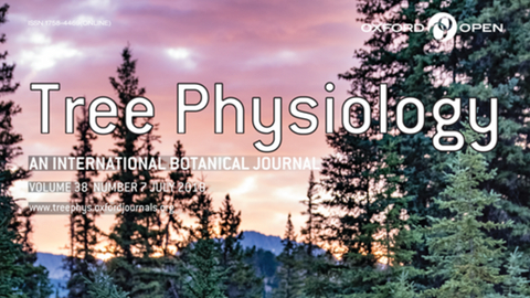 The potential of the tree water potential