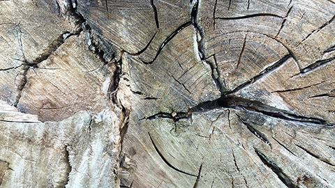 Tree Physiology | Oxford Academic