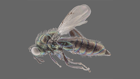 Insect Systematics and Diversity | Oxford Academic
