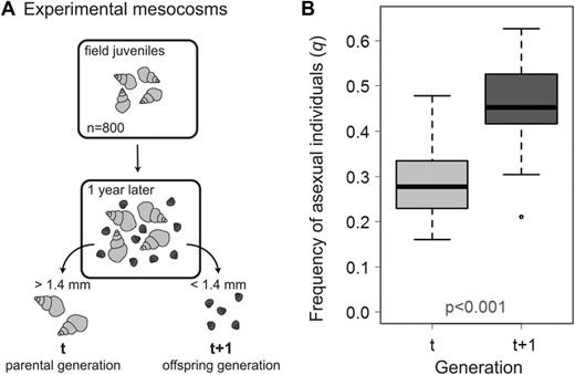 Two Fold Cost Of Sex Experimental Evidence From A Natural System