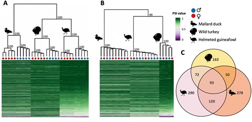 Sex Specific Selection Drives The Evolution Of Alternative Splicing In